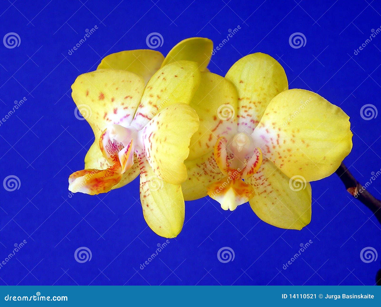 Gele orchidee stock afbeelding. Image of bloeien, installatie - 14110521