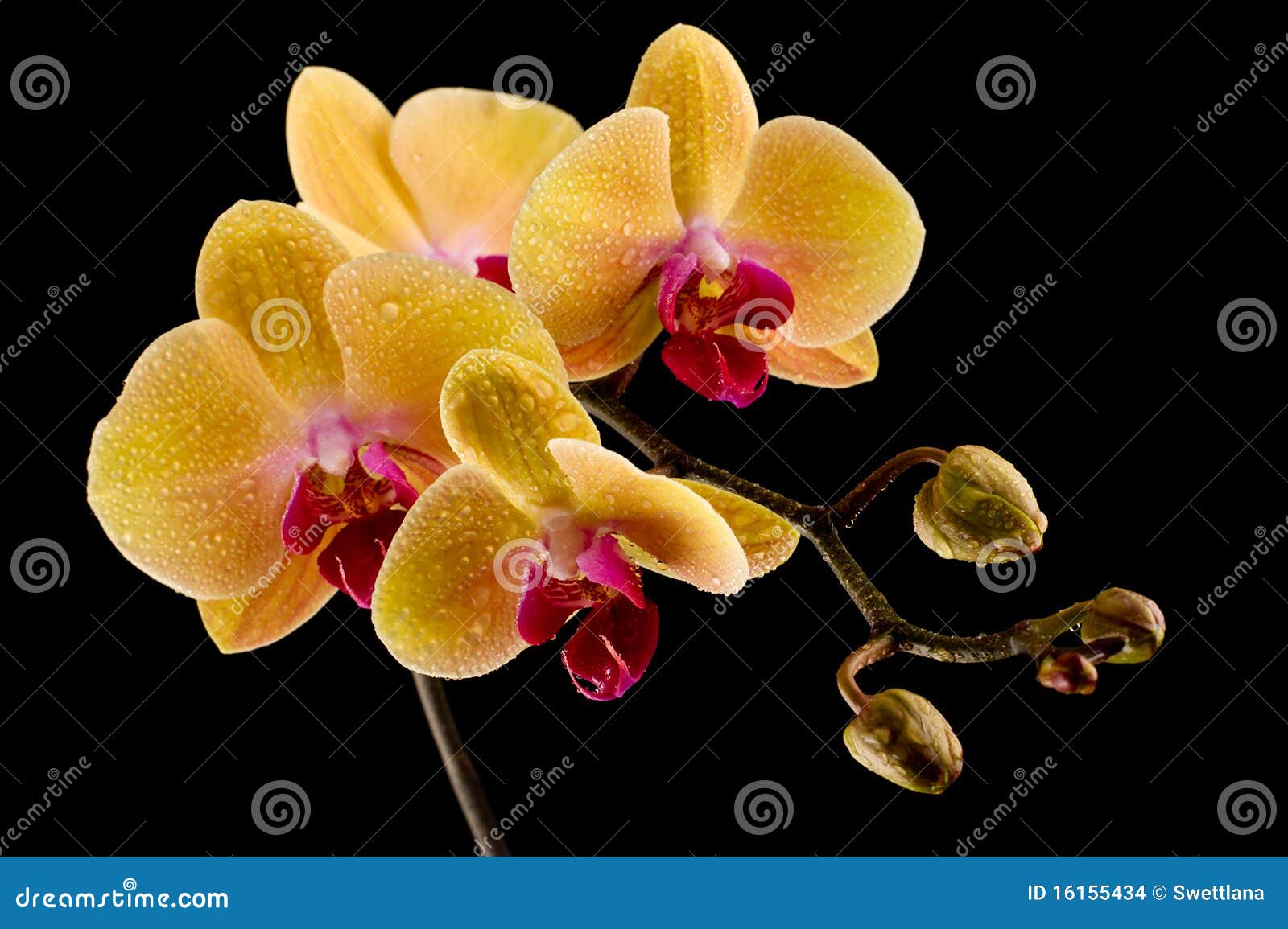 Gele orchidee stock foto. Image of achtergrond, kleur - 16155434