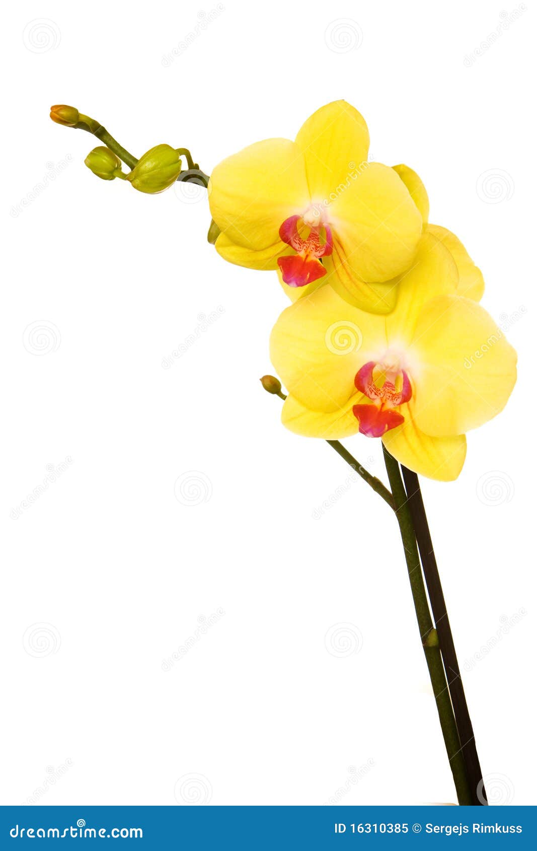 Gele Orchidee stock afbeelding. Image of mooi, leven - 16310385
