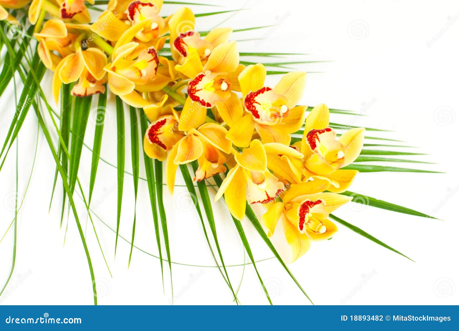 Gele orchidee stock foto. Image of seizoen, exotisch - 18893482