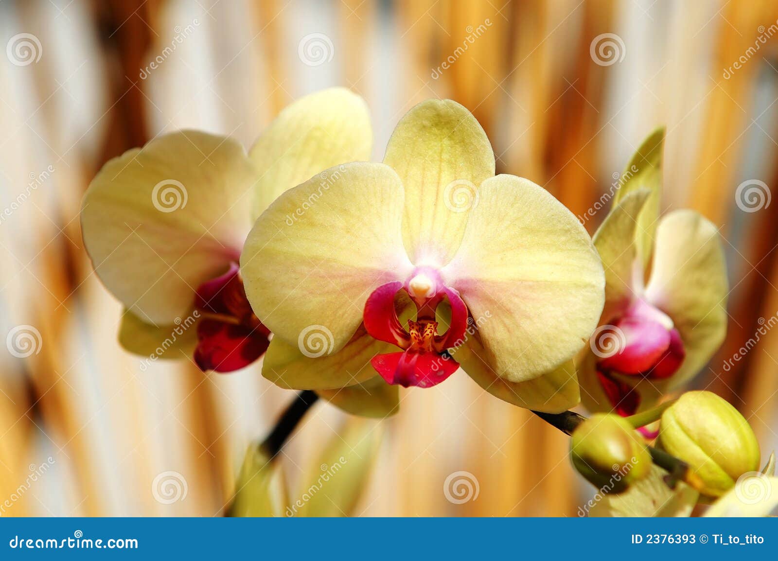 Gele orchidee stock afbeelding. Image of orchidee, kelken - 2376393