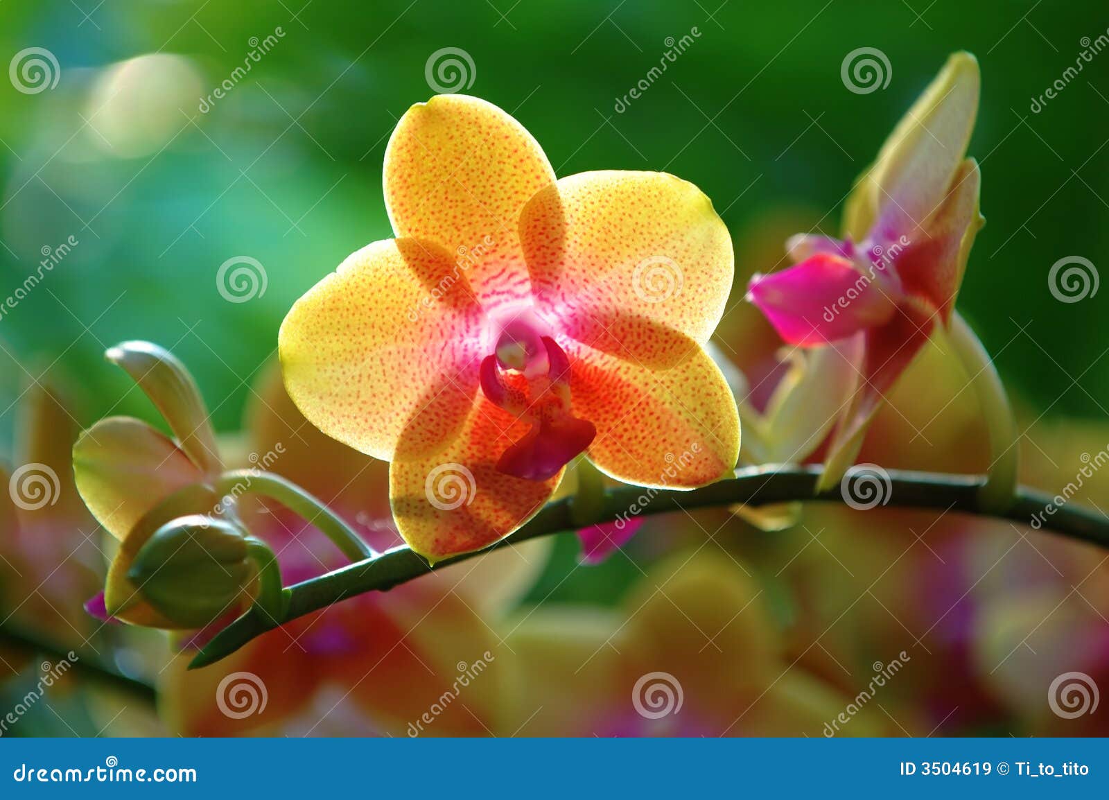 Gele orchidee stock afbeelding. Image of tuin, roze, kruid - 3504619