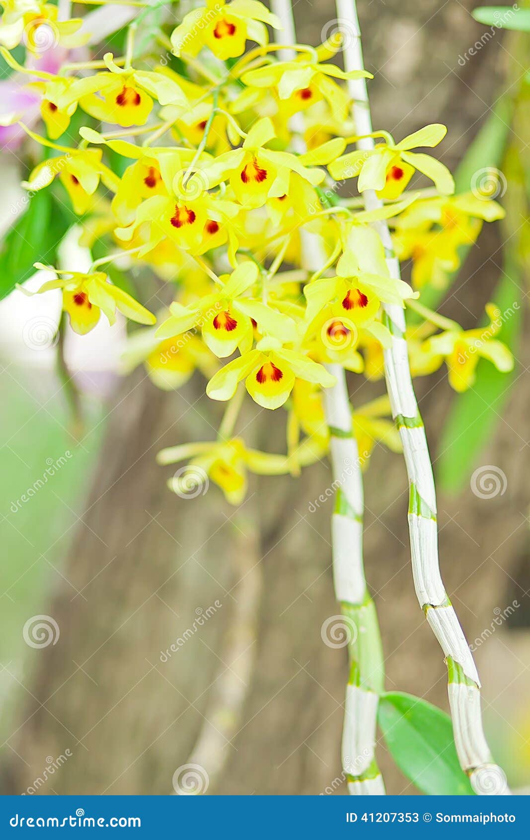 Gele Orchidee stock afbeelding. Image of orchidee, buiten - 41207353