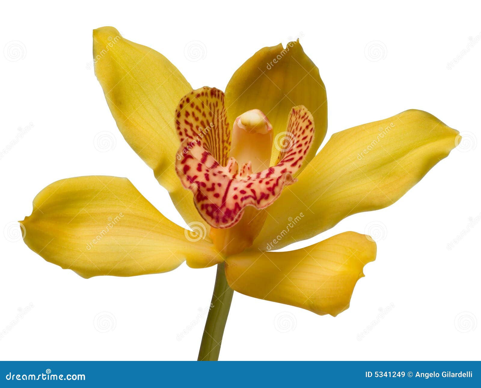 Gele orchidee stock afbeelding. Image of orchidee, mooi - 5341249