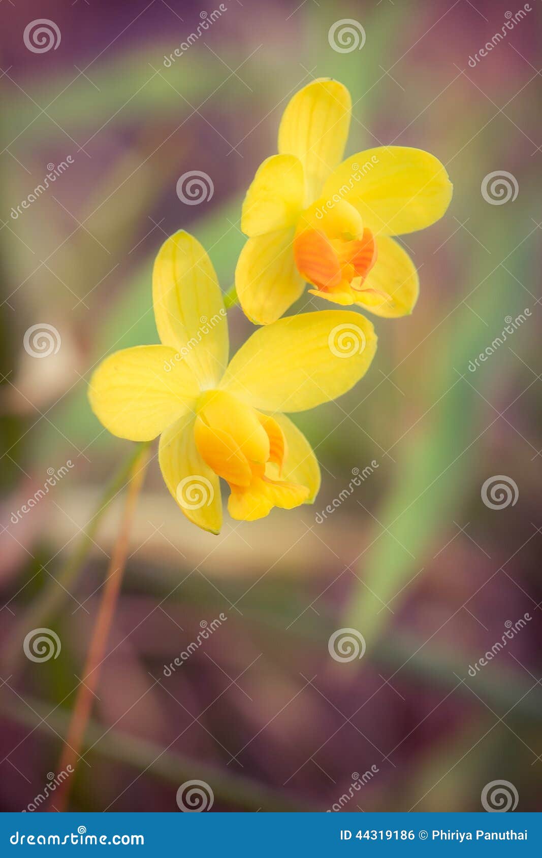 Gele orchidee in bos stock foto. Image of sluit, wild - 44319186