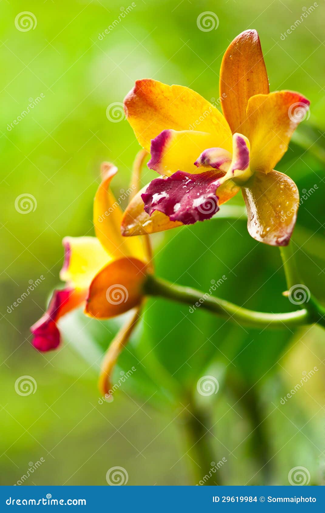 Gele Orchidee Cattleya stock foto. Afbeelding bestaande uit artistiek ...