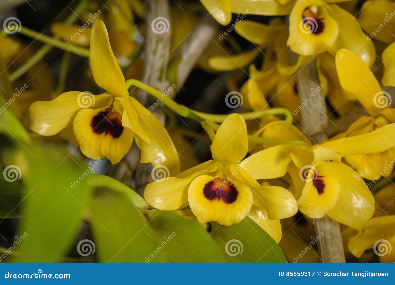 Gele Orchidee Chantaboon in Aard Stock Afbeelding - Image of groen ...