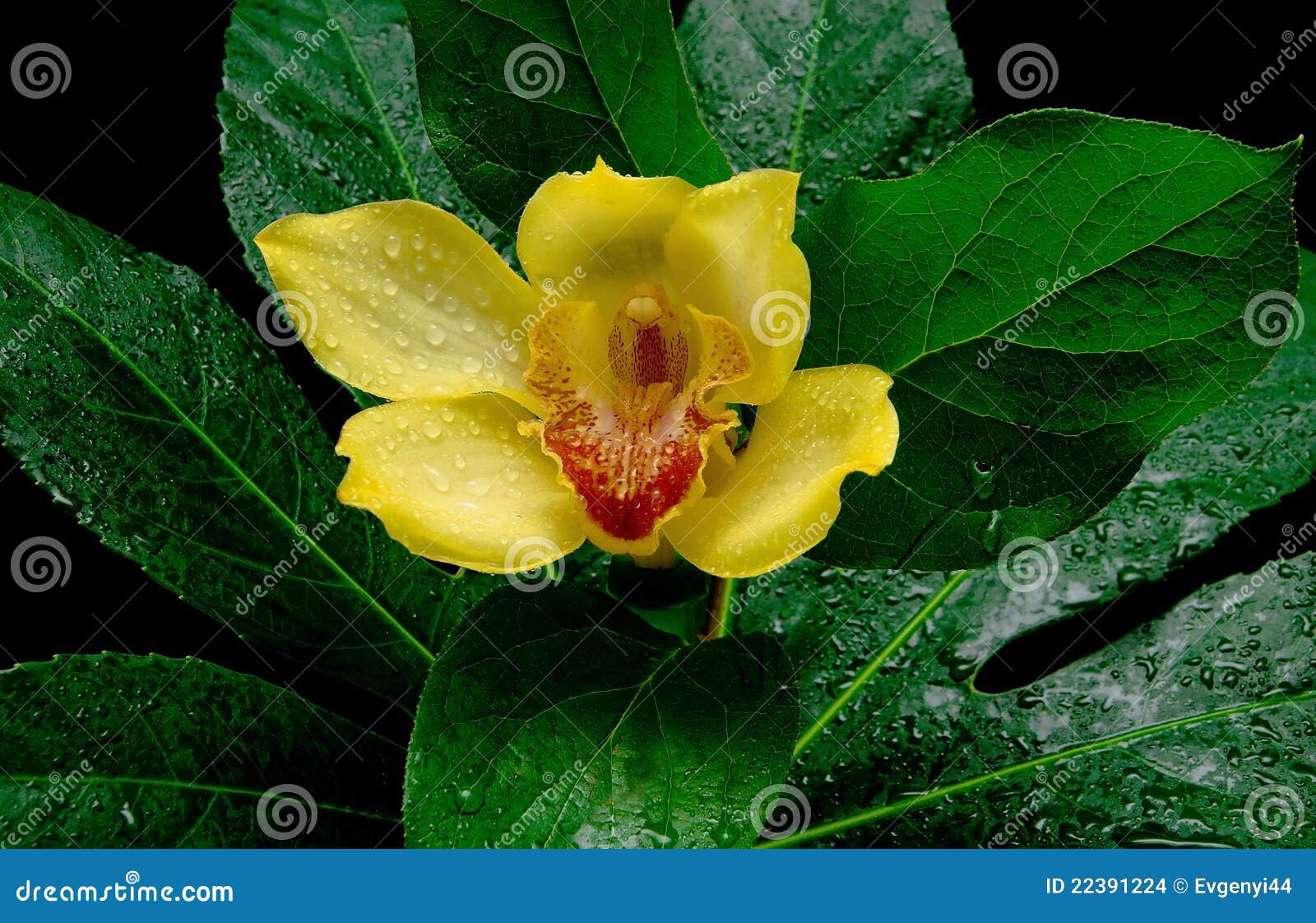 Gele Orchidee (Cymbidium) Close-up Stock Foto - Image of schoonheid ...