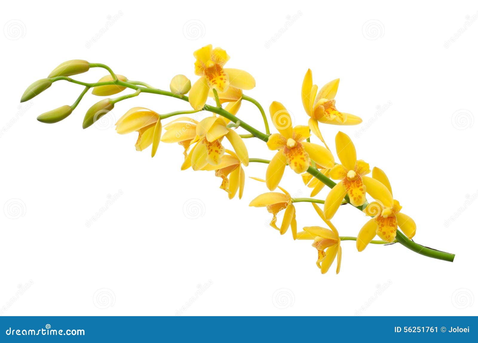 Gele Orchidee Dendrobium stock afbeelding. Image of bloesem - 56251761