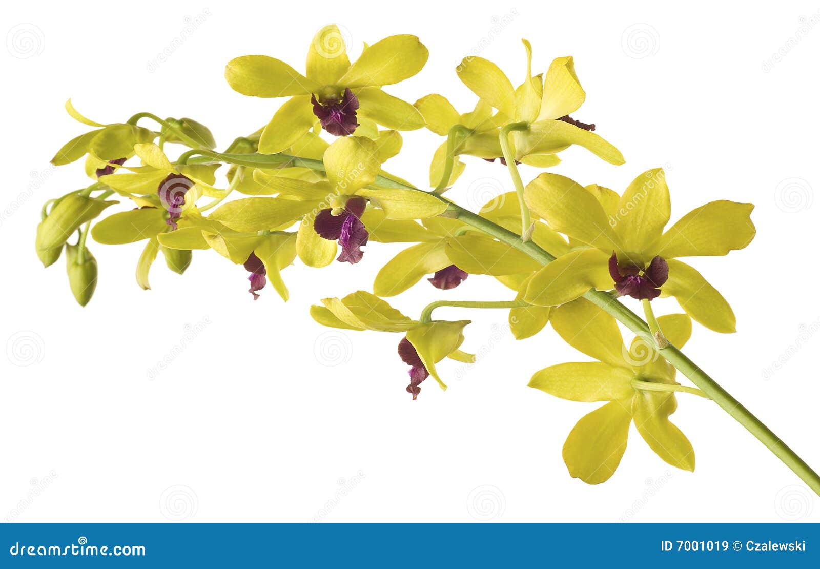 Gele Orchidee Dendrobium Op Witte Achtergrond. Stock Afbeelding - Image ...