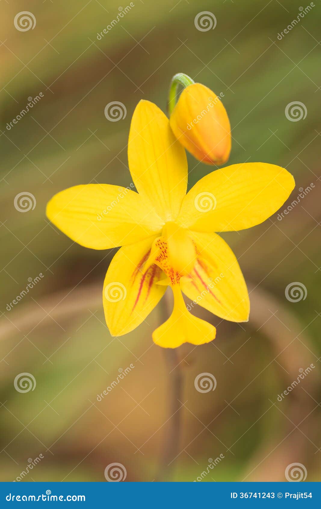 Gele Orchidee (Doritis-pulcherrima) Stock Afbeelding - Image of mooi ...