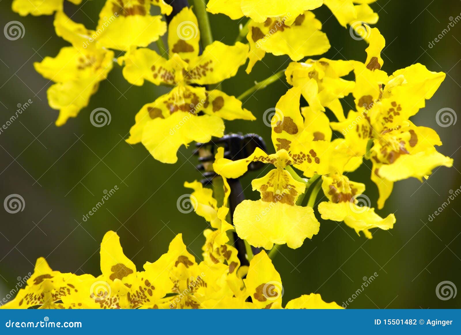 Gele Orchidee (hybride Oncidium) Stock Foto - Image of nave, hartstocht ...