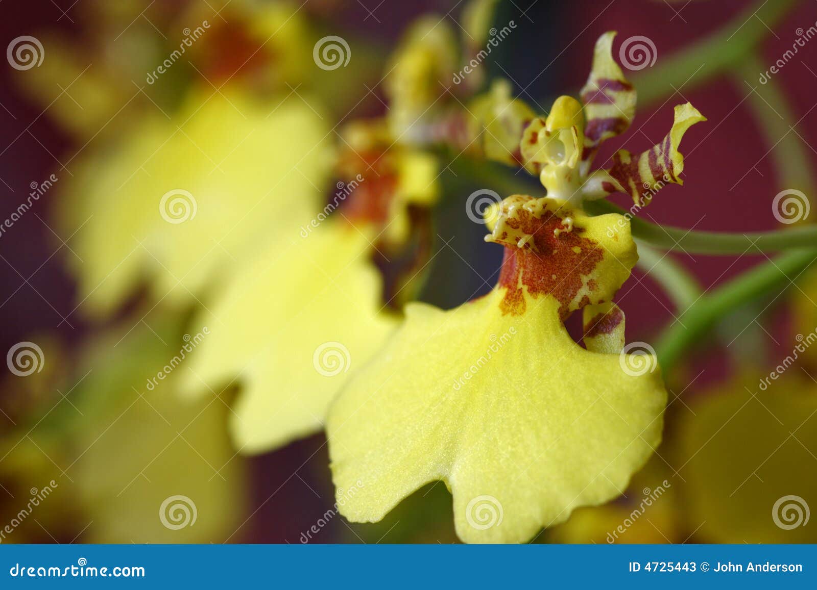 Gele orchidee Oncidium stock afbeelding. Image of installatie - 4725443