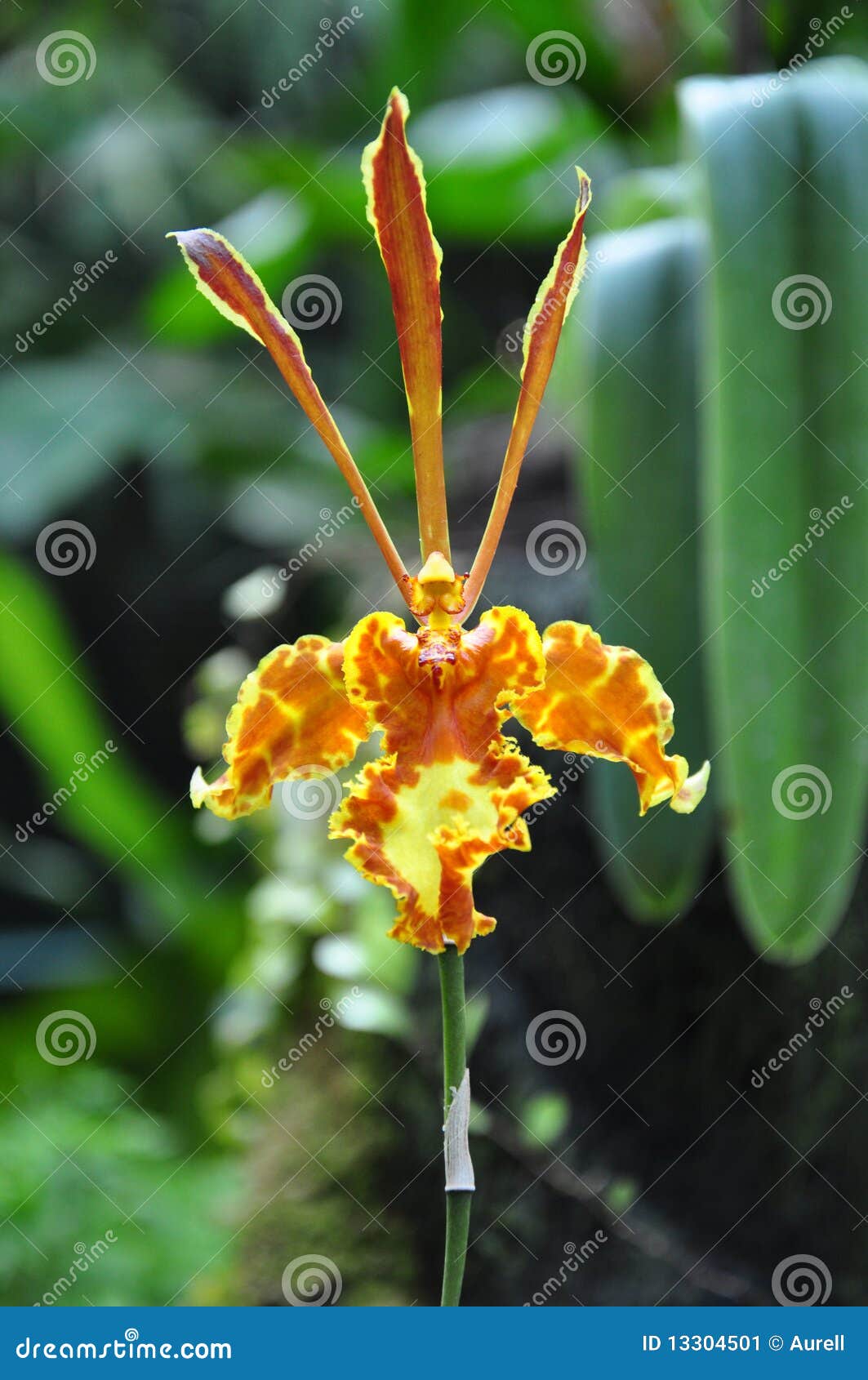Gele Orchidee (Oncidium Papilio) Stock Afbeelding - Image of ...