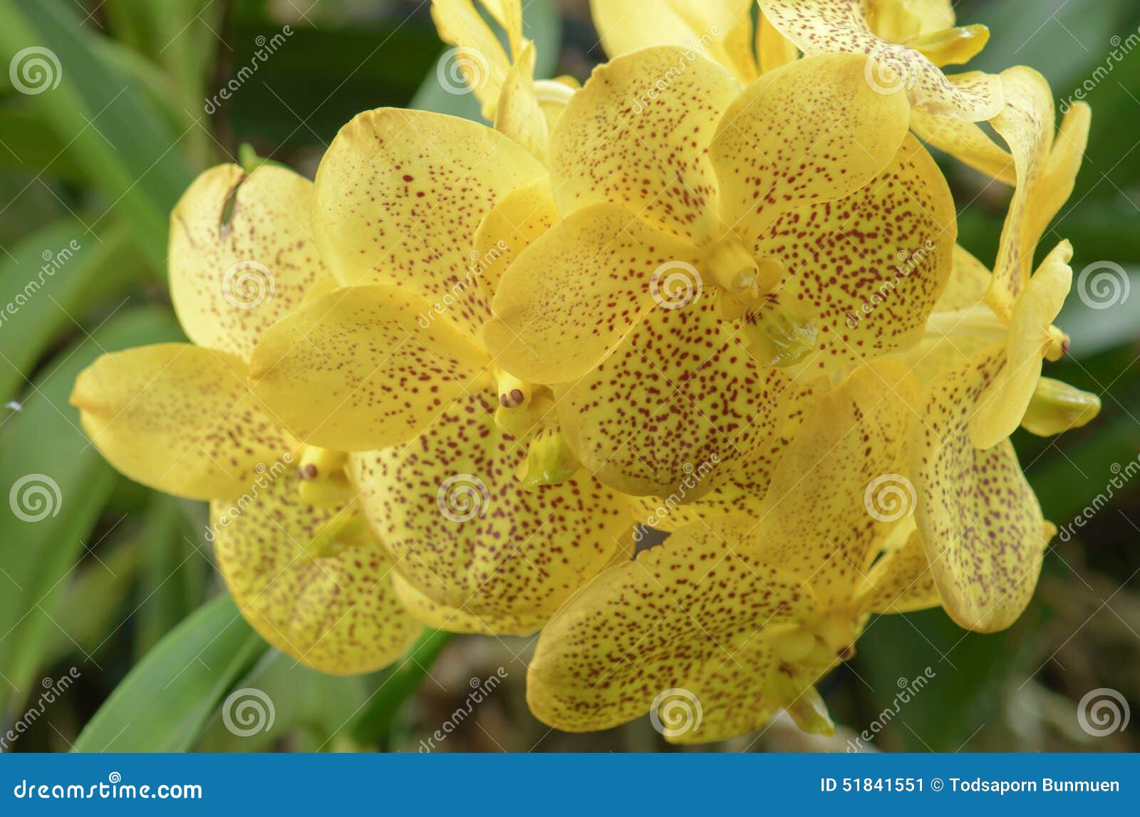 Gele orchidee op de aard stock afbeelding. Image of aromatisch - 51841551