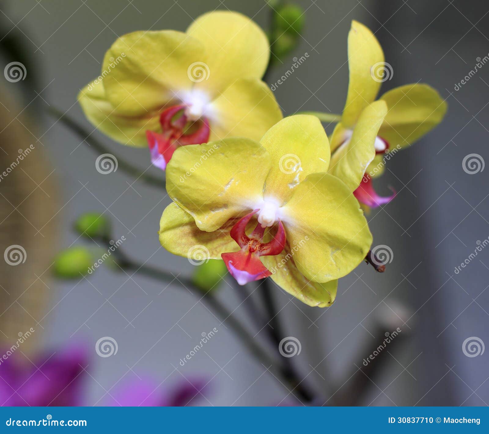 Gele Orchidee - Phalaenopsis Stock Foto - Image of maaien, milieu: 30837710