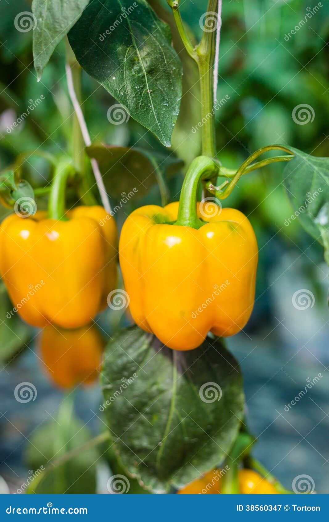 Gele paprika stock afbeelding. Image of oogst, steel - 38560347