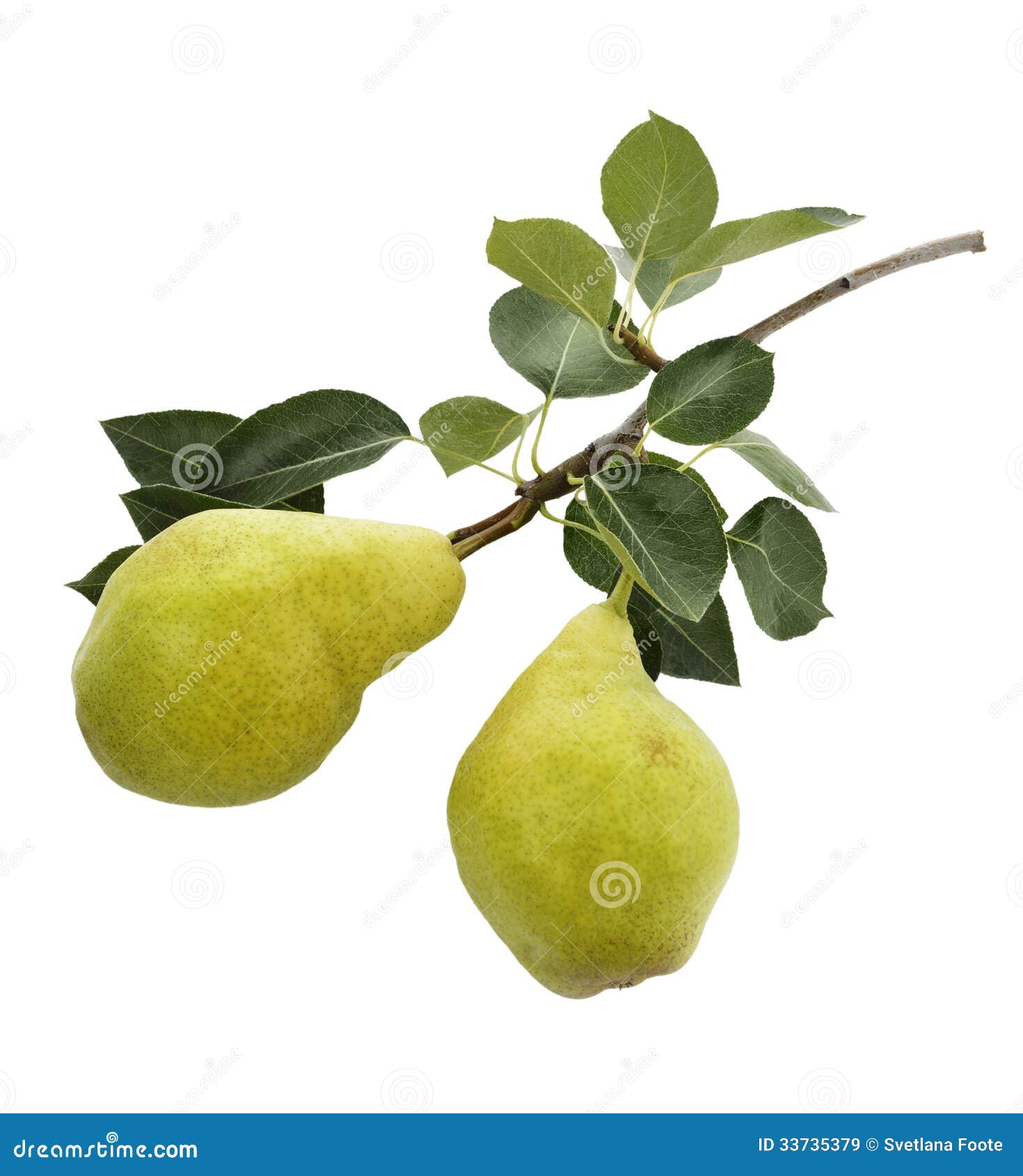 Gele Peren stock afbeelding. Image of geïsoleerd, peer - 33735379