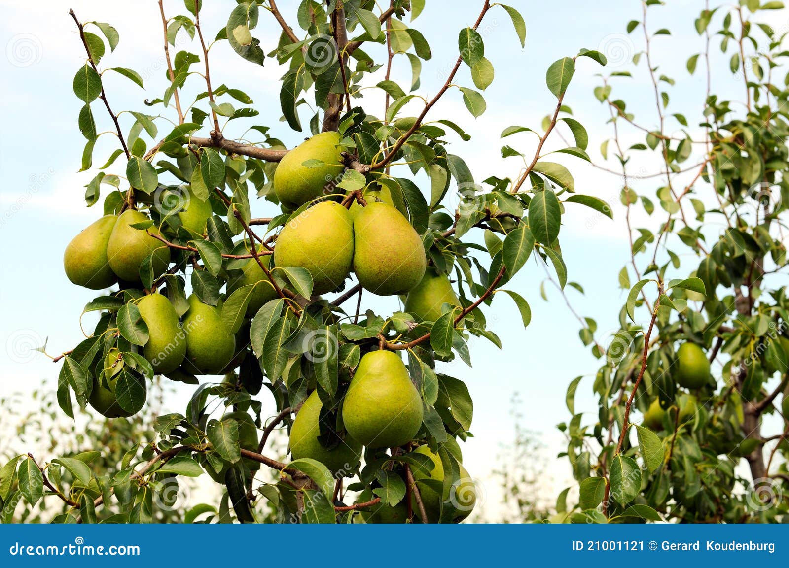 Gele peren op perenboom stock afbeelding. Image of organisch - 21001121
