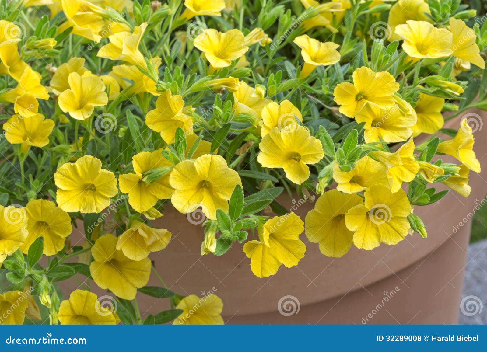 Flor De Petunia Amarela Turnera Subulata By RoderickSink On DeviantArt