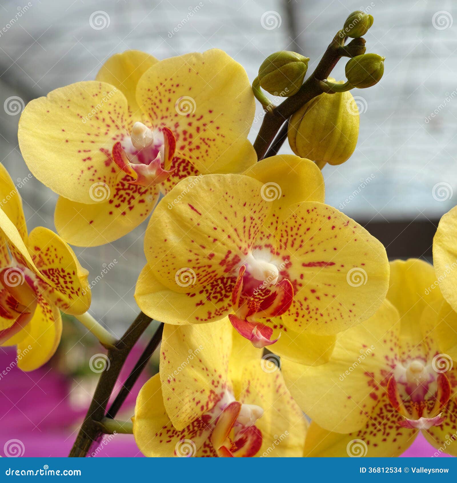 Gele Phalaenopsis (Orchidee) Stock Foto - Image of bloei, ingemaakt ...