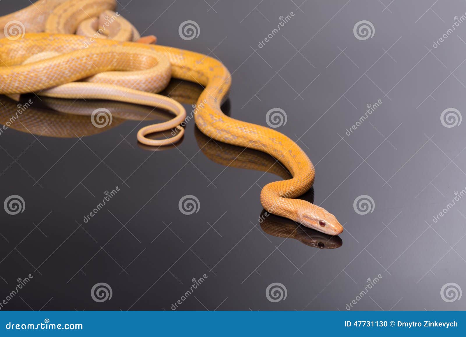 Gele Rattenslang Op Zwarte Achtergrond Stock Foto - Image of hoofd ...