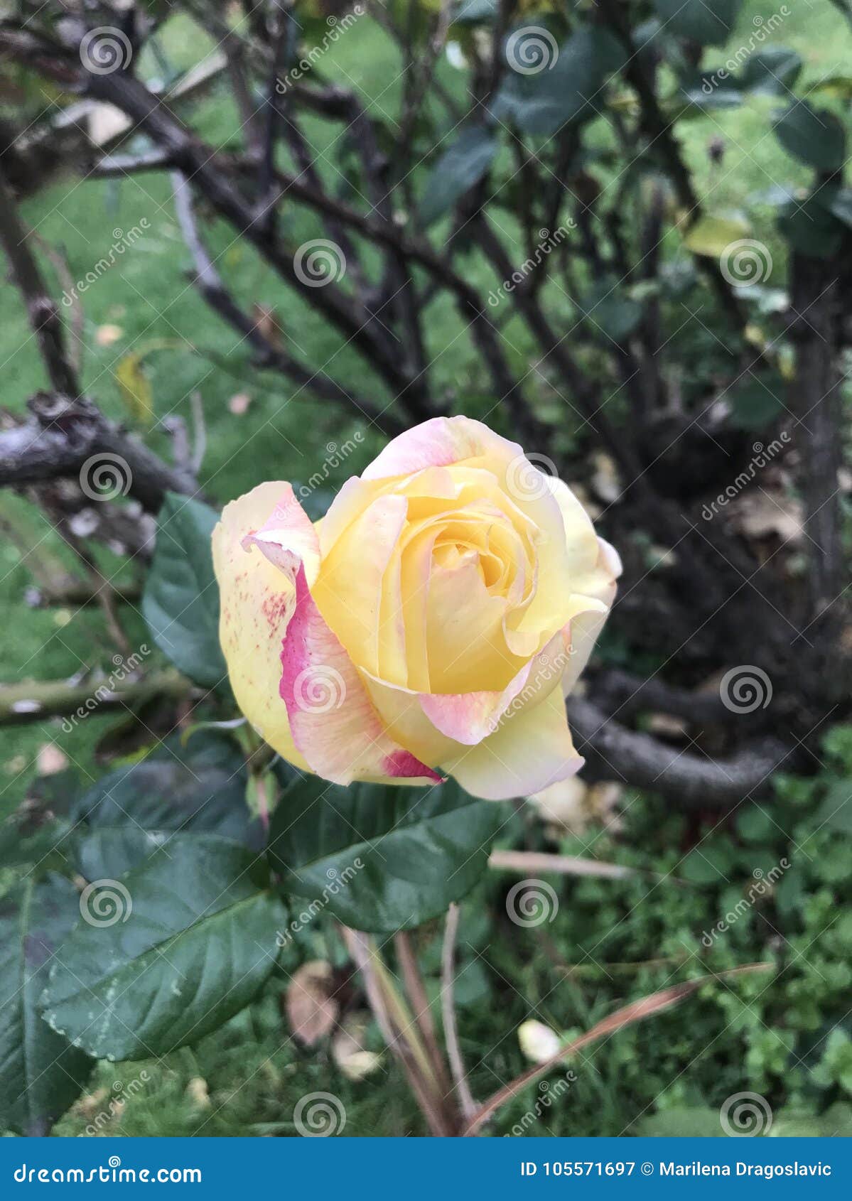 Gele Rose in Garden stock afbeelding. Image of relaties - 105571697