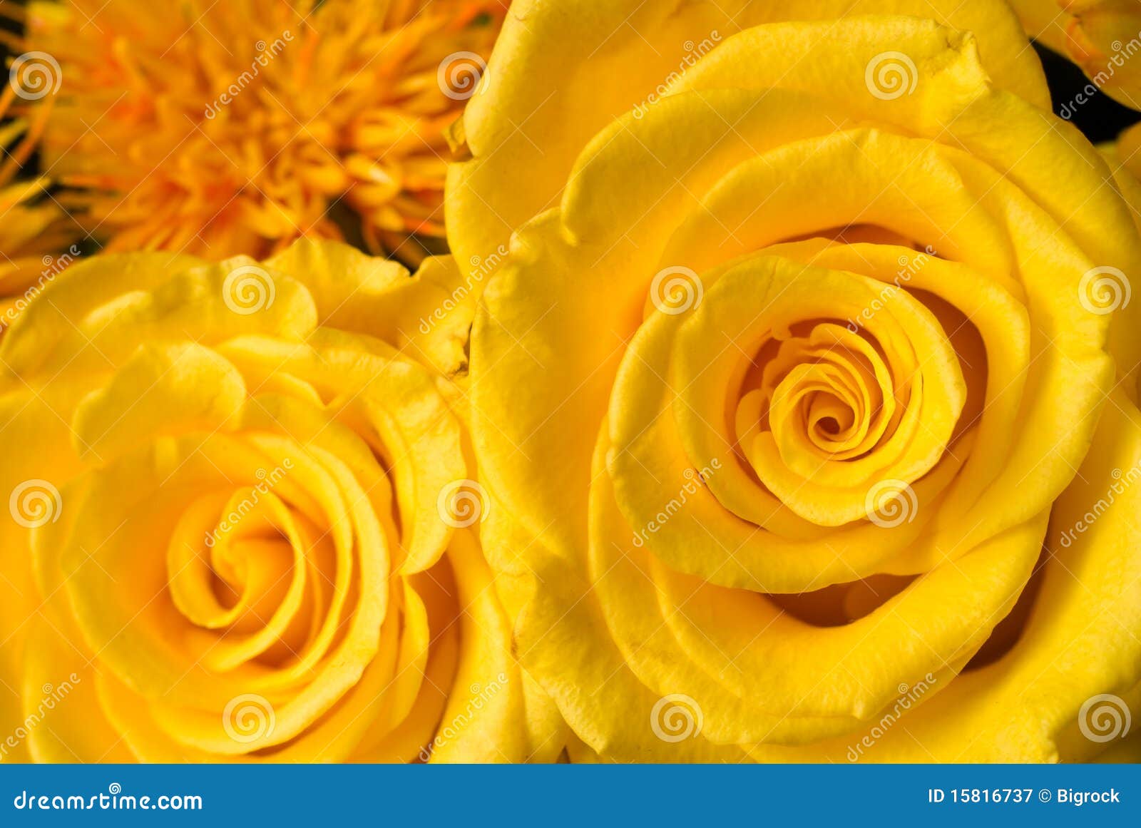 Gele rozen stock image. Image of decoration, blossom - 15816737