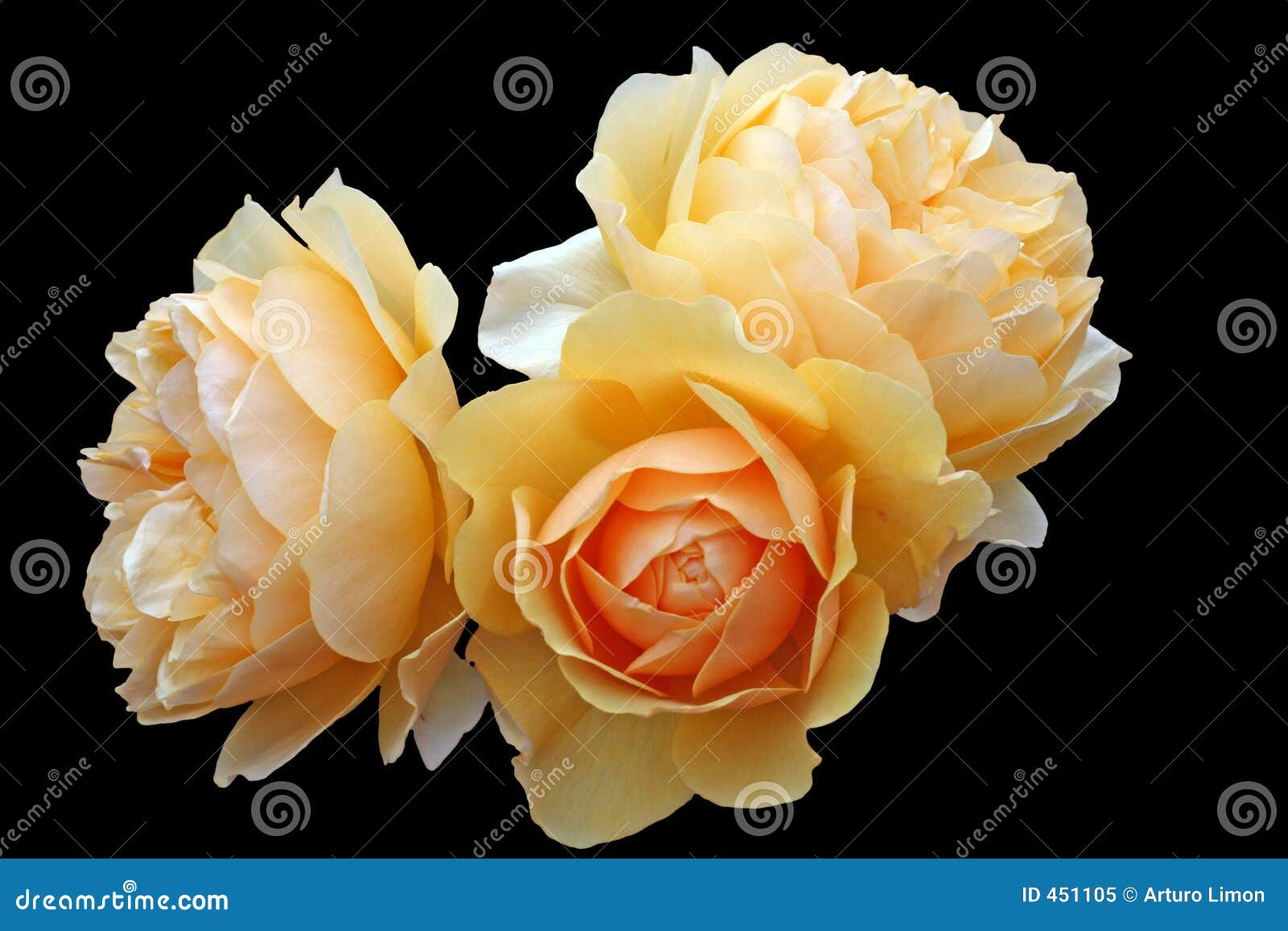 Gele rozen stock afbeelding. Image of geel, valentijn, rozen - 451105