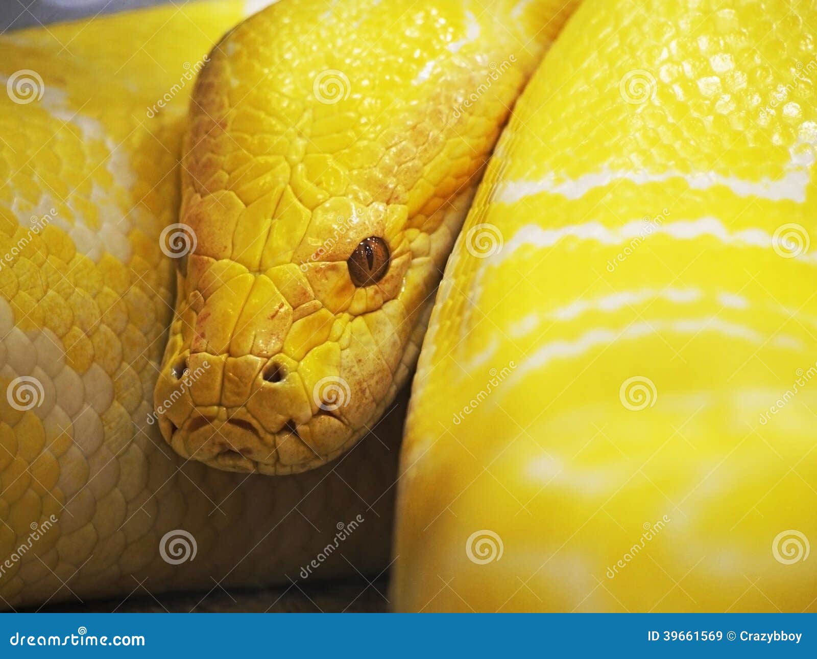 Gele slang stock afbeelding. Image of portret, roofdier - 39661569