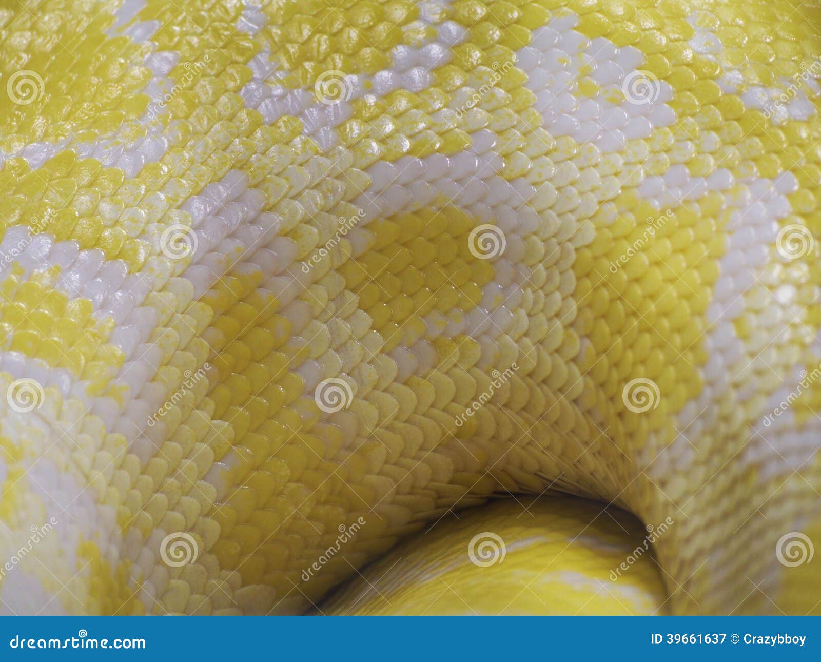 Gele slang stock afbeelding. Image of koudbloedig, manier - 39661637