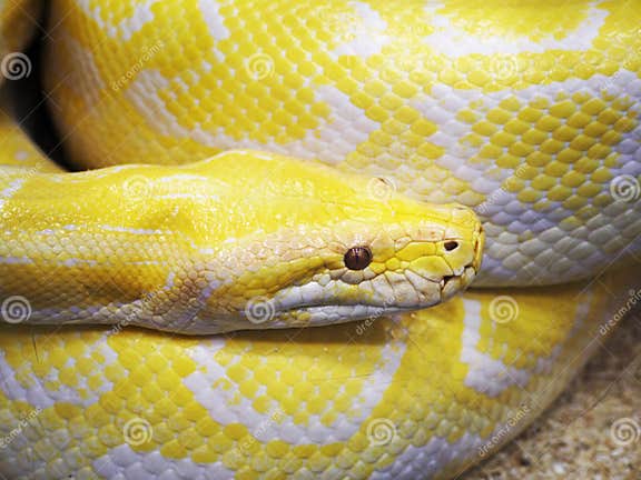 Gele slang stock foto. Image of hinderlaag, schuiven - 39661724