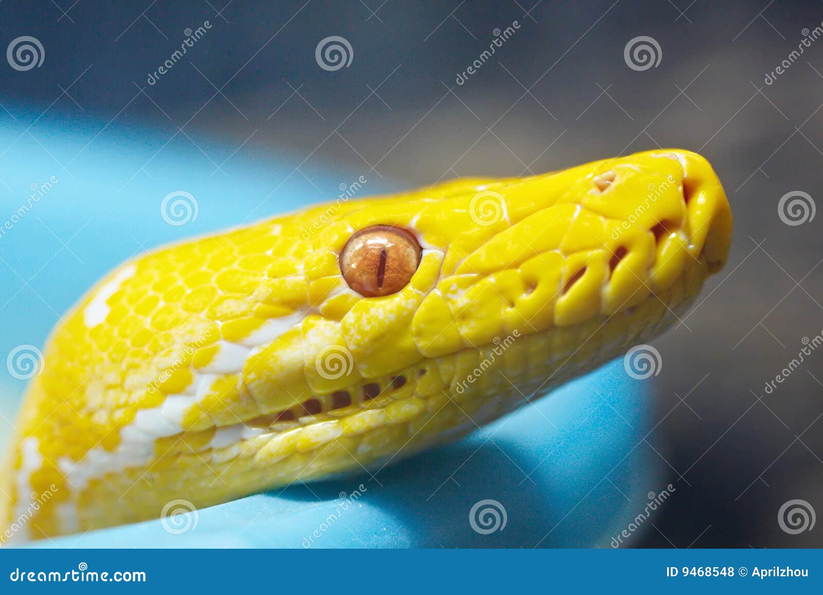 Gele slang stock foto. Image of gevaarlijk, kronkelweg - 9468548