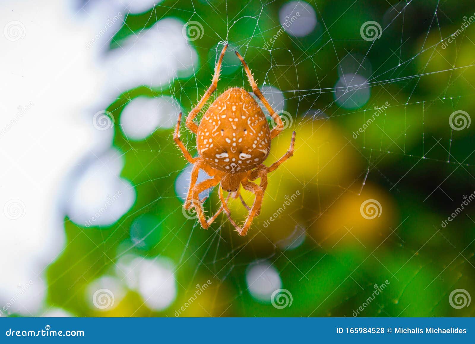 Gele spin stock foto. Image of boom, spin, geel - 165984528