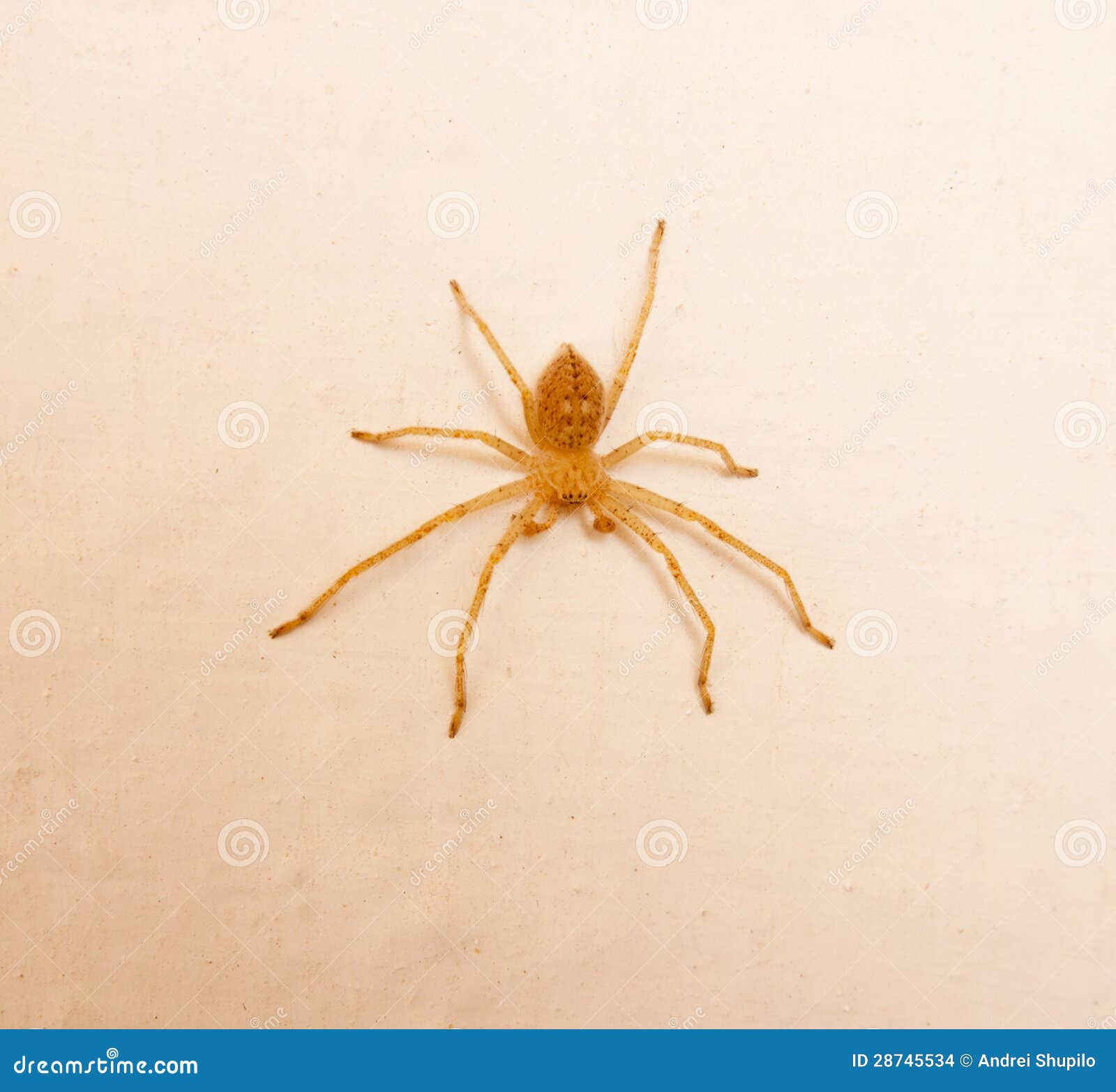 Gele spin stock foto. Image of geel, afrika, hoektanden - 28745534