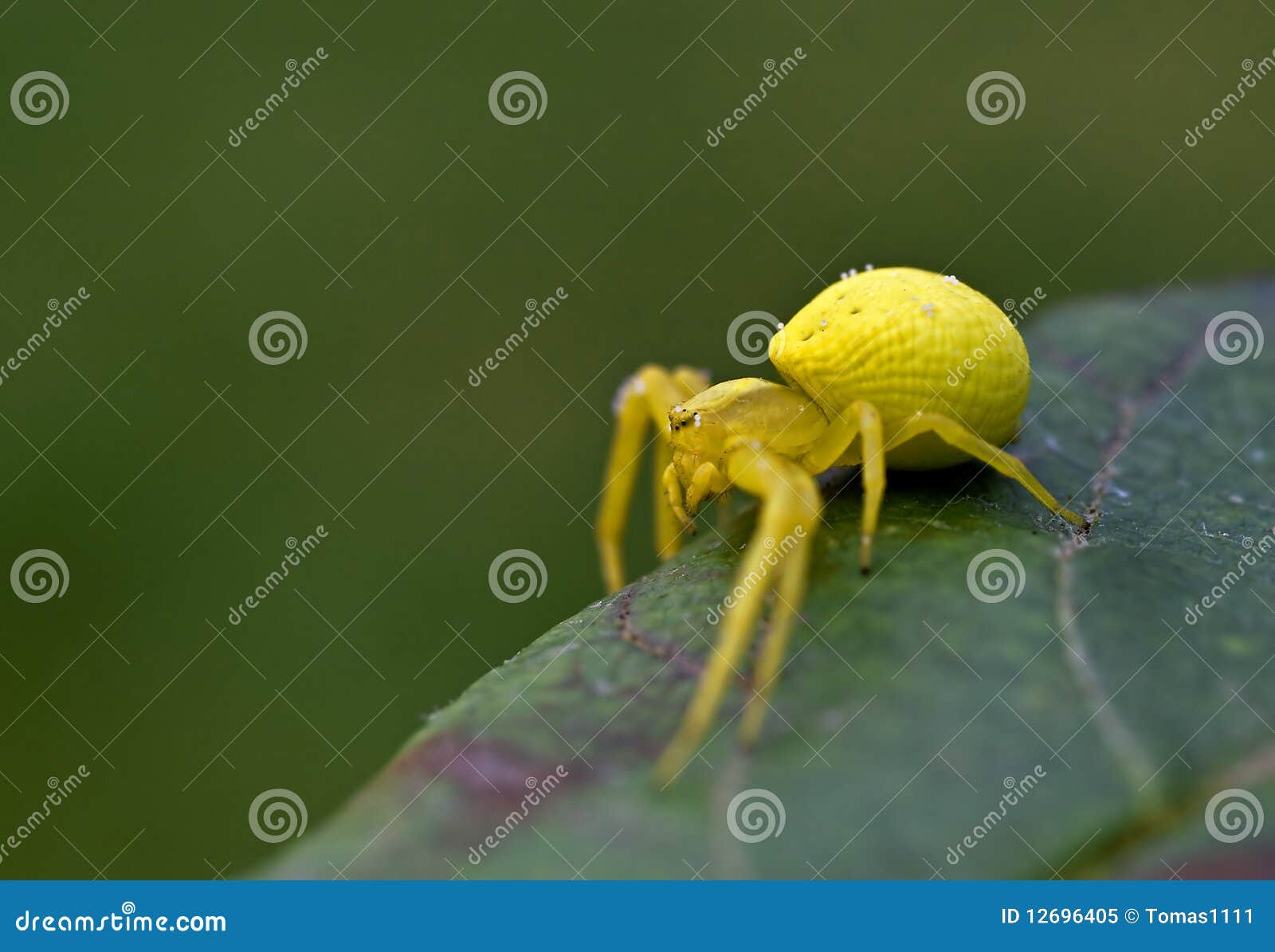 Gele spin in aard stock afbeelding. Image of afschuw - 12696405