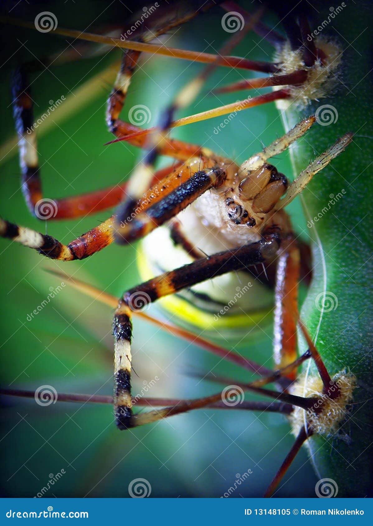 Gele Spin (bruennichi Argiope) En Cactus Stock Afbeelding - Image of ...