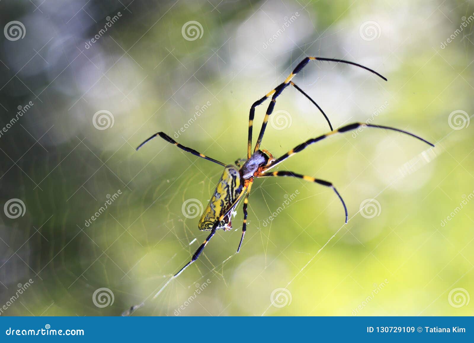 Gele Spin Met Spinneweb Dichte Omhooggaand Stock Afbeelding - Image of ...