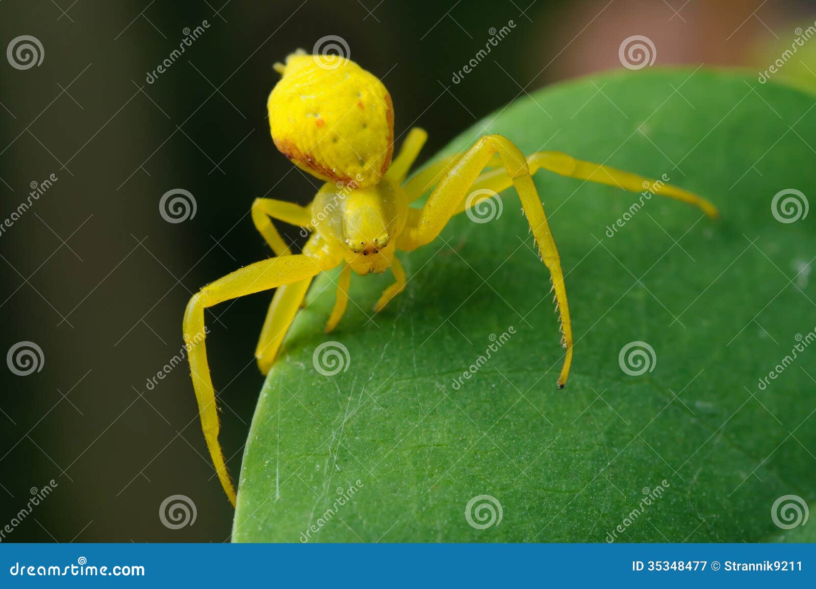 Gele Spin Op Een Groen Blad. Stock Afbeelding - Image of macro ...