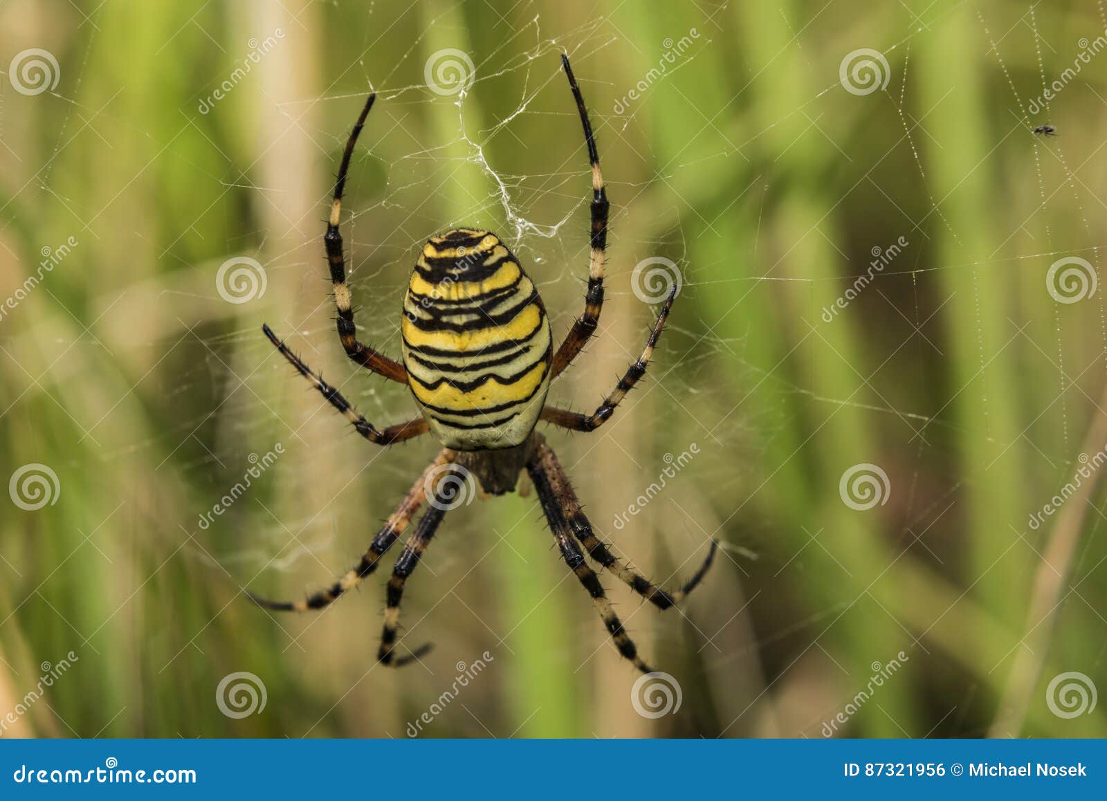 Gele Spin Op Eigen Spinneweb in Groen Gras Stock Foto - Image of groen ...