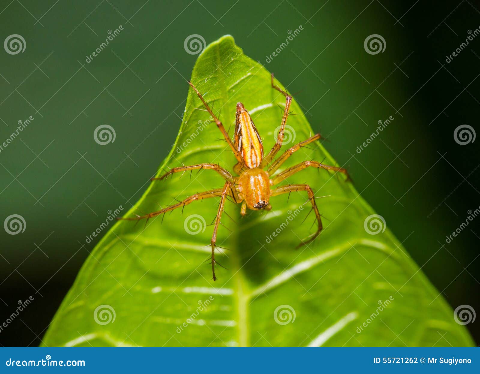 Gele Spin Op Het Groene Blad Stock Foto - Image of indonesië ...