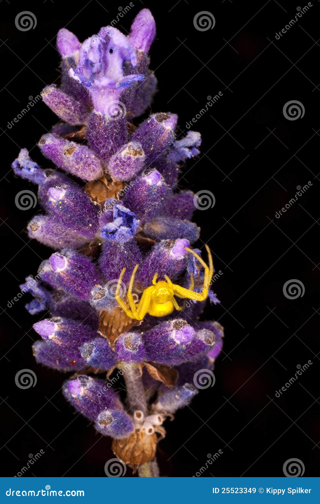 Gele Spin op Lavendel stock afbeelding. Image of bruin - 25523349