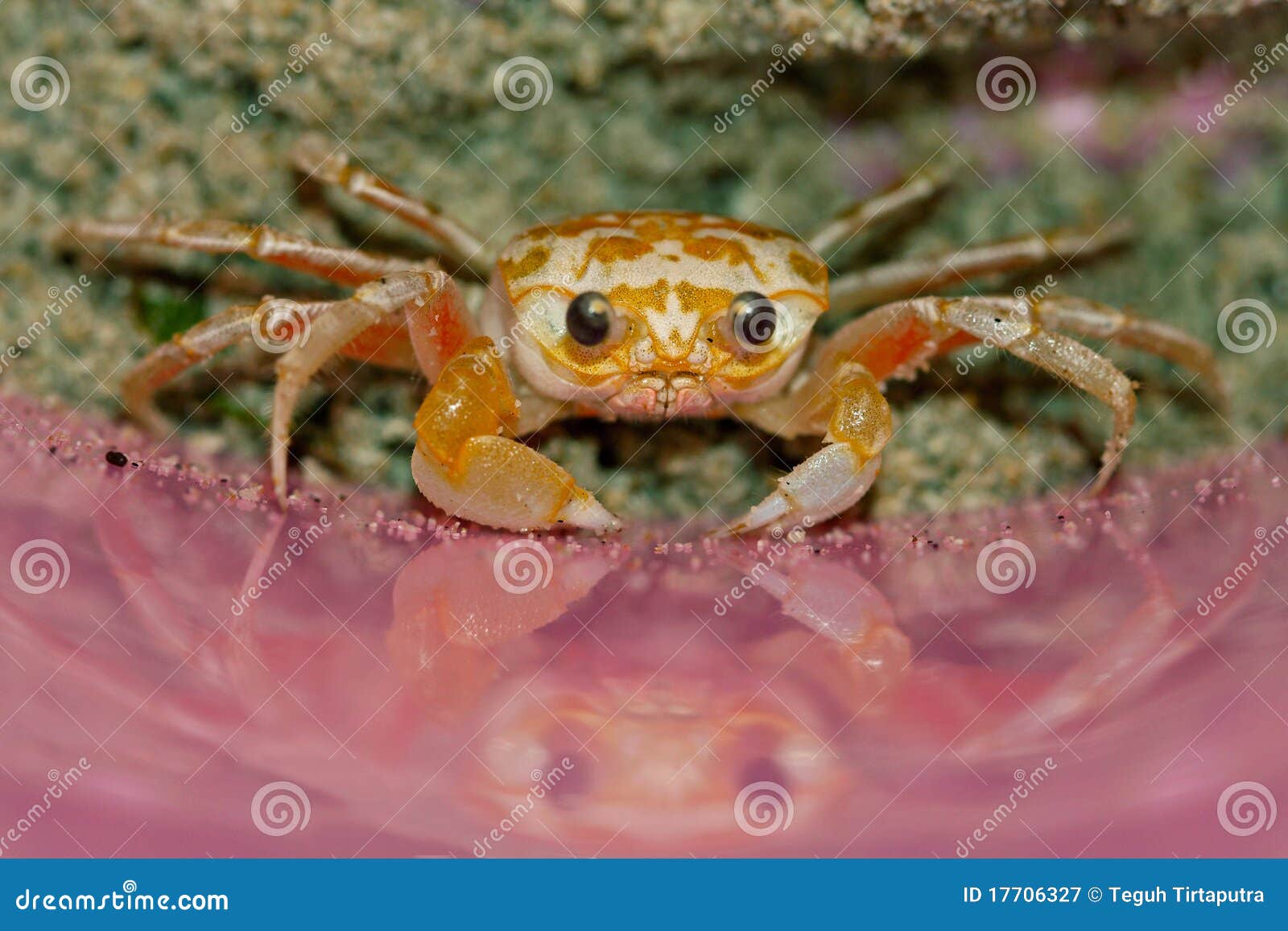 Gele spookkrab stock afbeelding. Image of geel, krab - 17706327