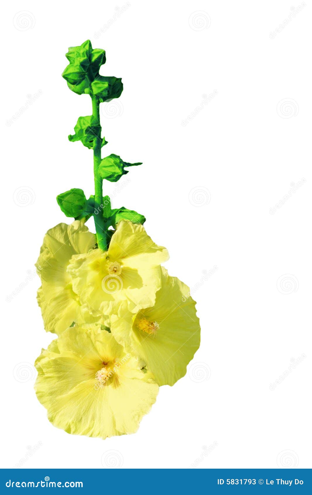 Gele stokroos stock afbeelding. Image of geïsoleerd, tros - 5831793