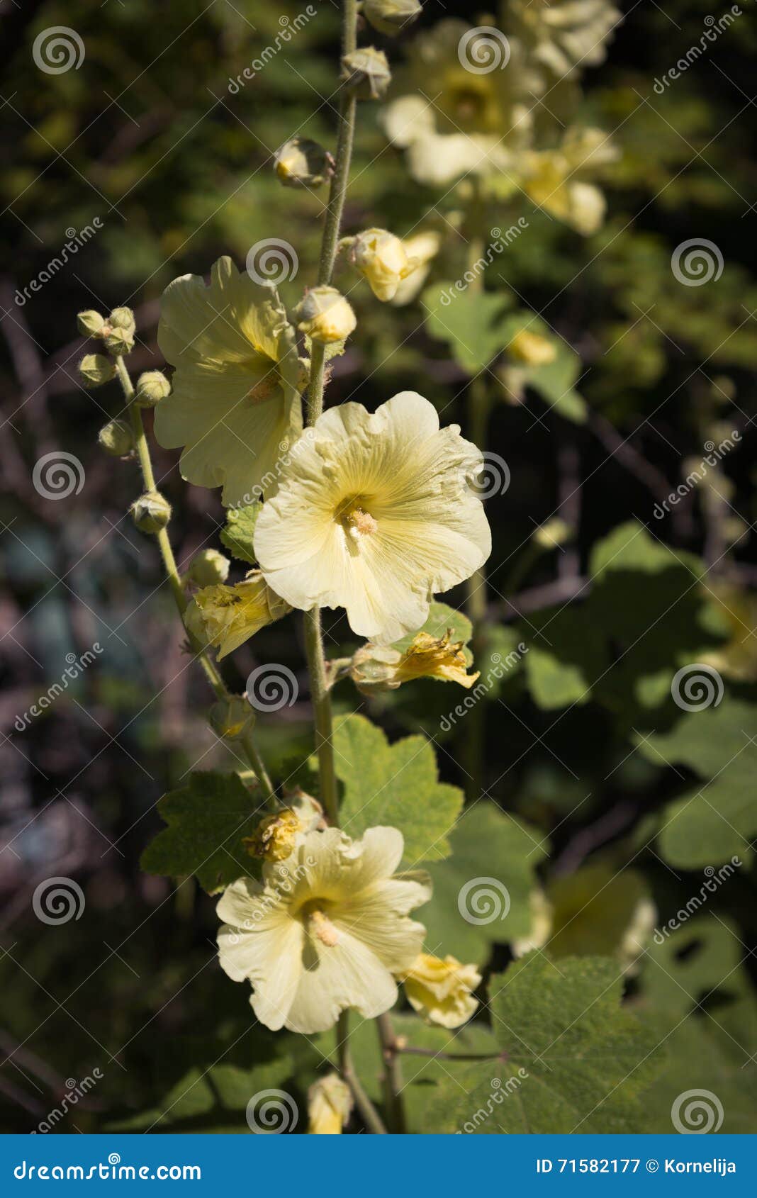 Gele Stokrozen (Althaea) stock afbeelding. Image of bloemblaadjes ...