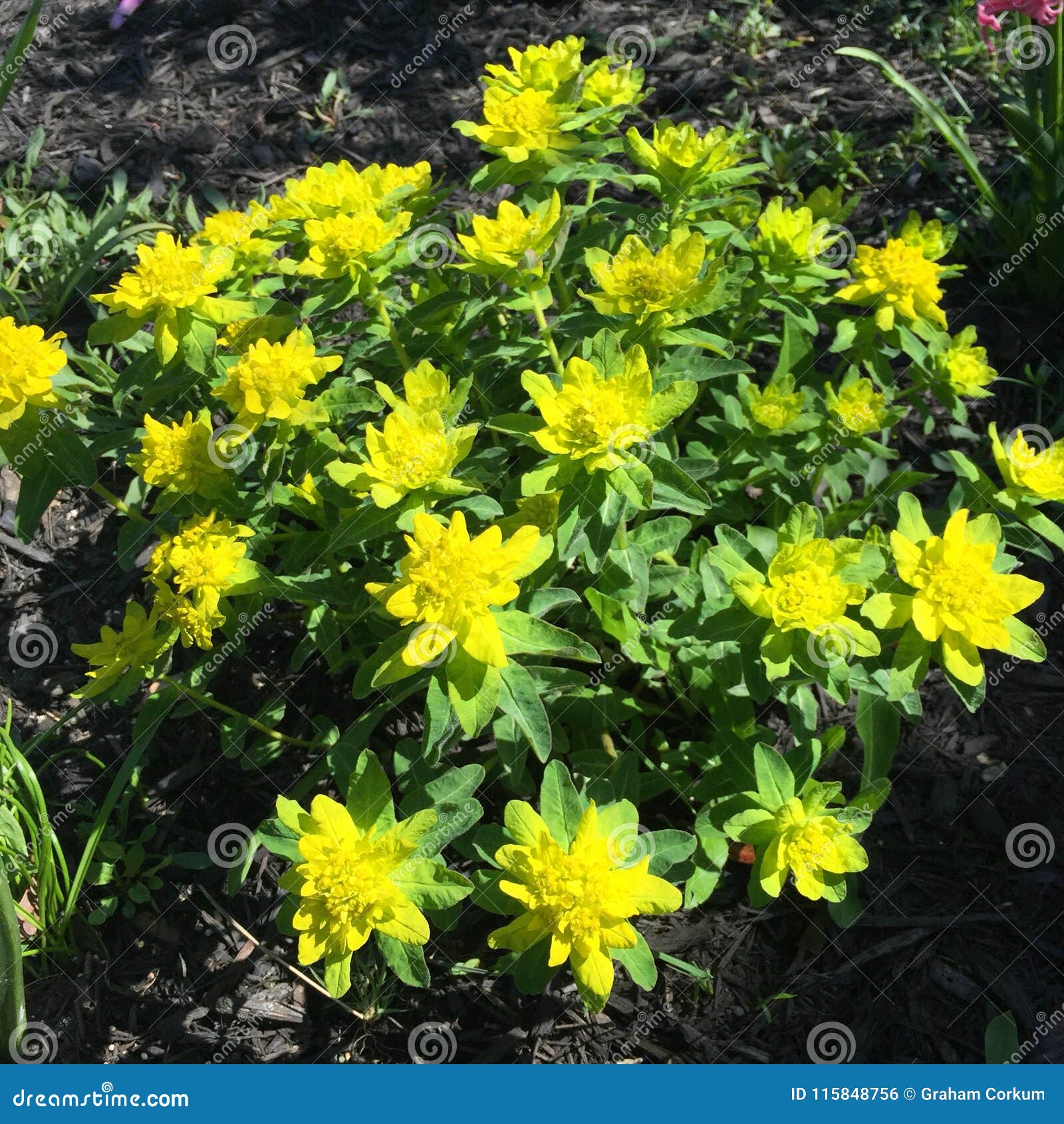 Gele struik stock foto. Image of geel, struik, tuin - 115848756