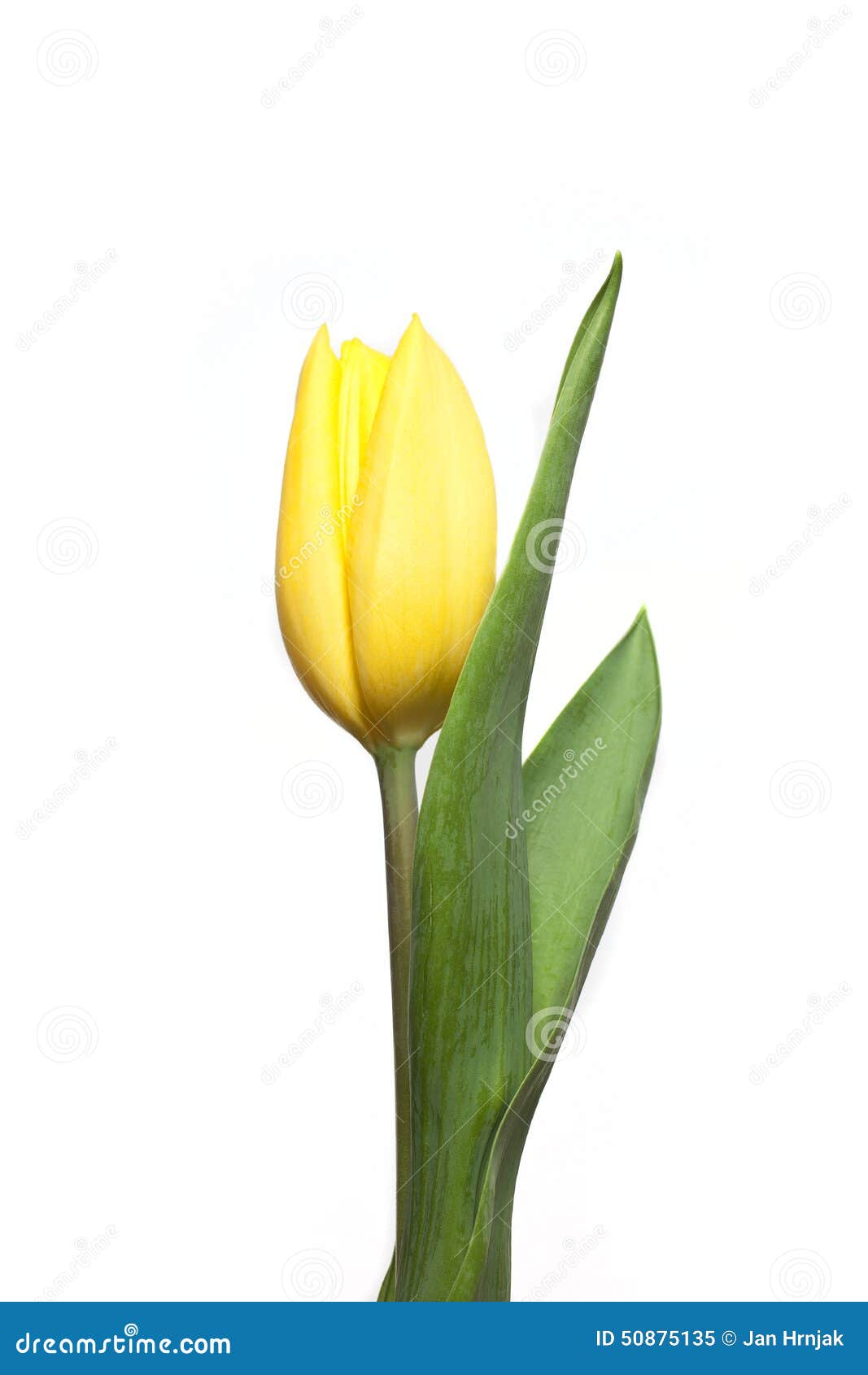 Gele tulp stock afbeelding. Image of macro, vers, tulp - 50875135