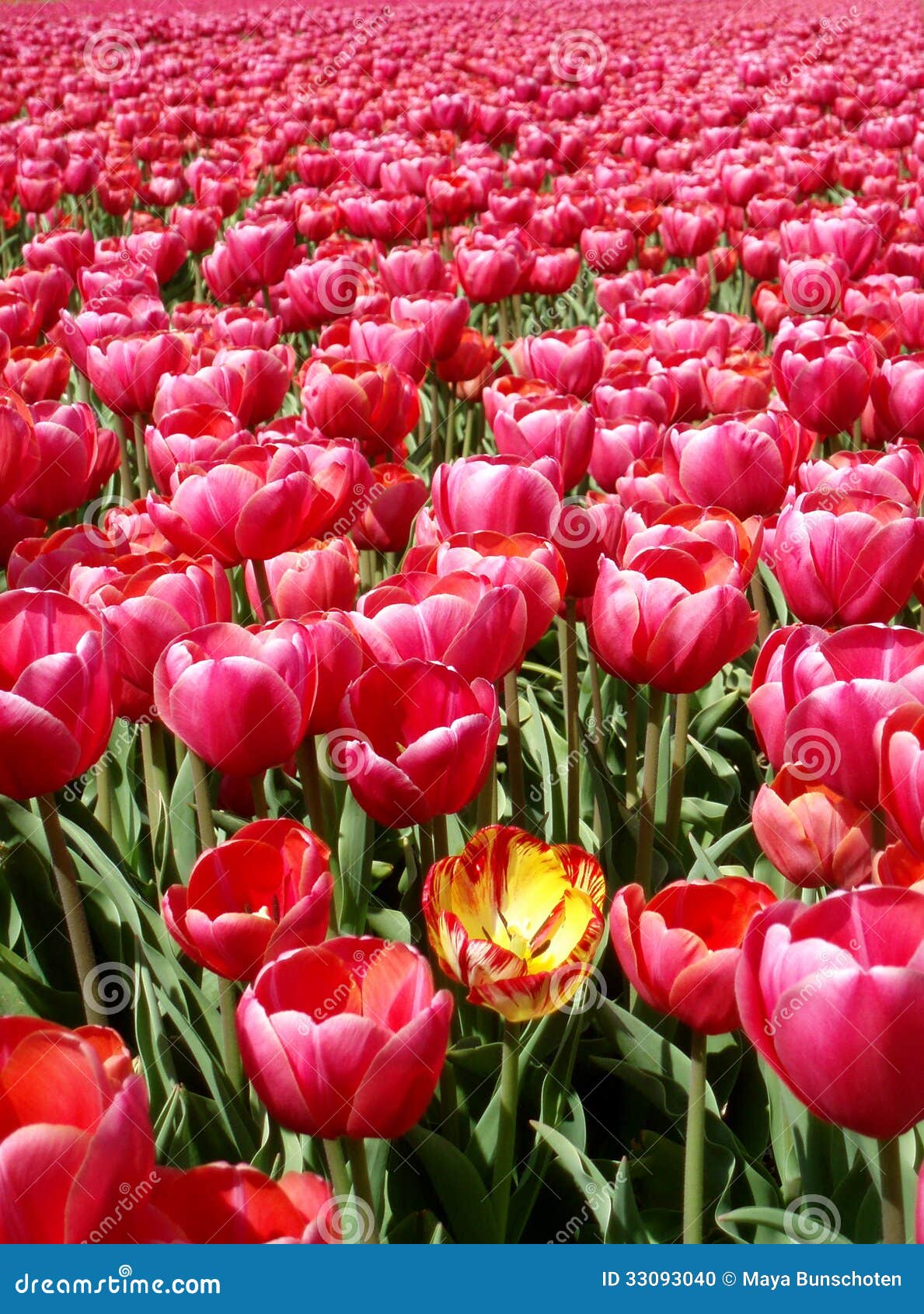 Gele Tulp Tussen Rode Tulpen Stock Foto - Image of tulpen, flora: 33093040