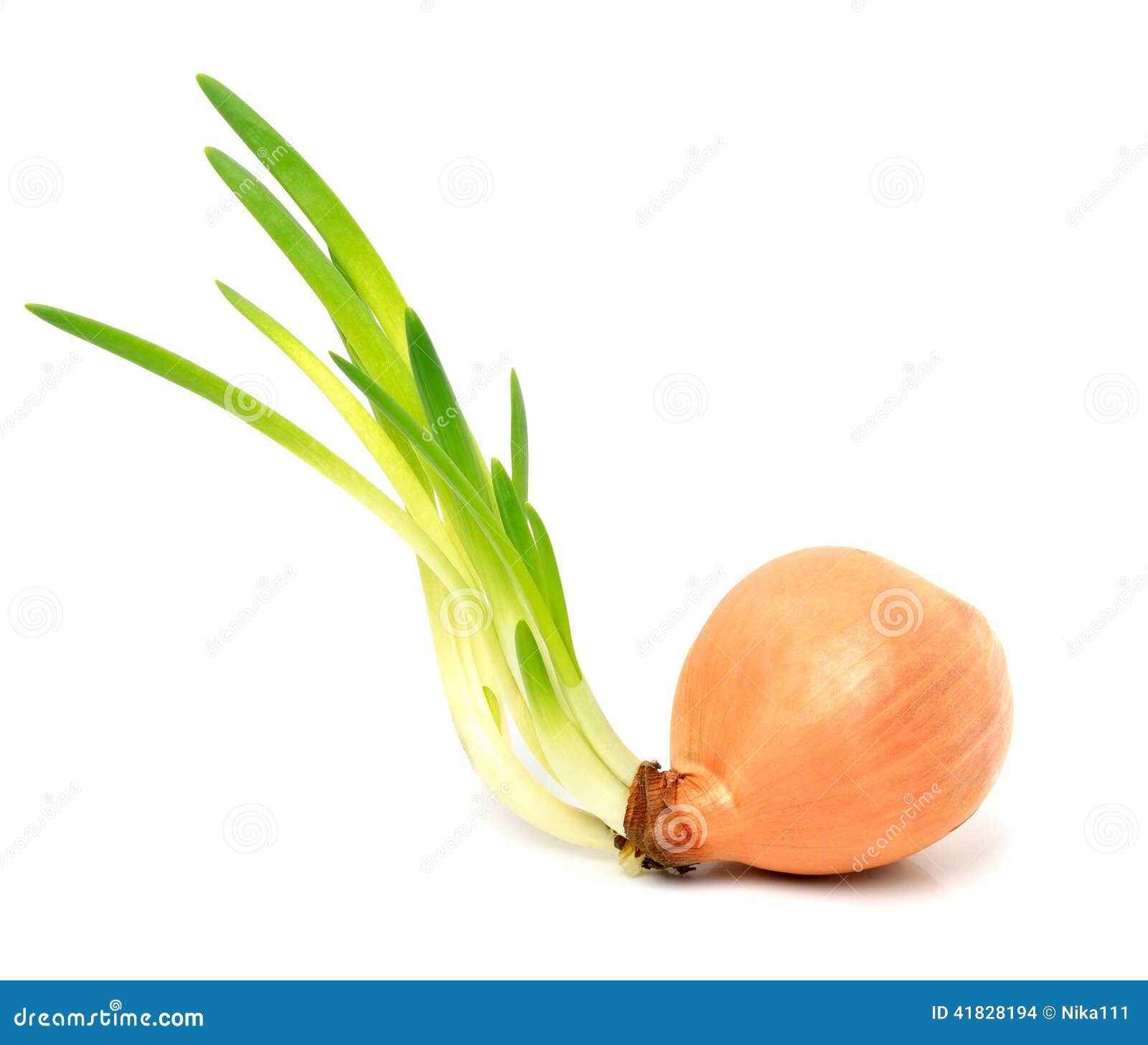 Gele Ui Met Groene Spruiten Stock Foto - Image of segment, schil: 41828194