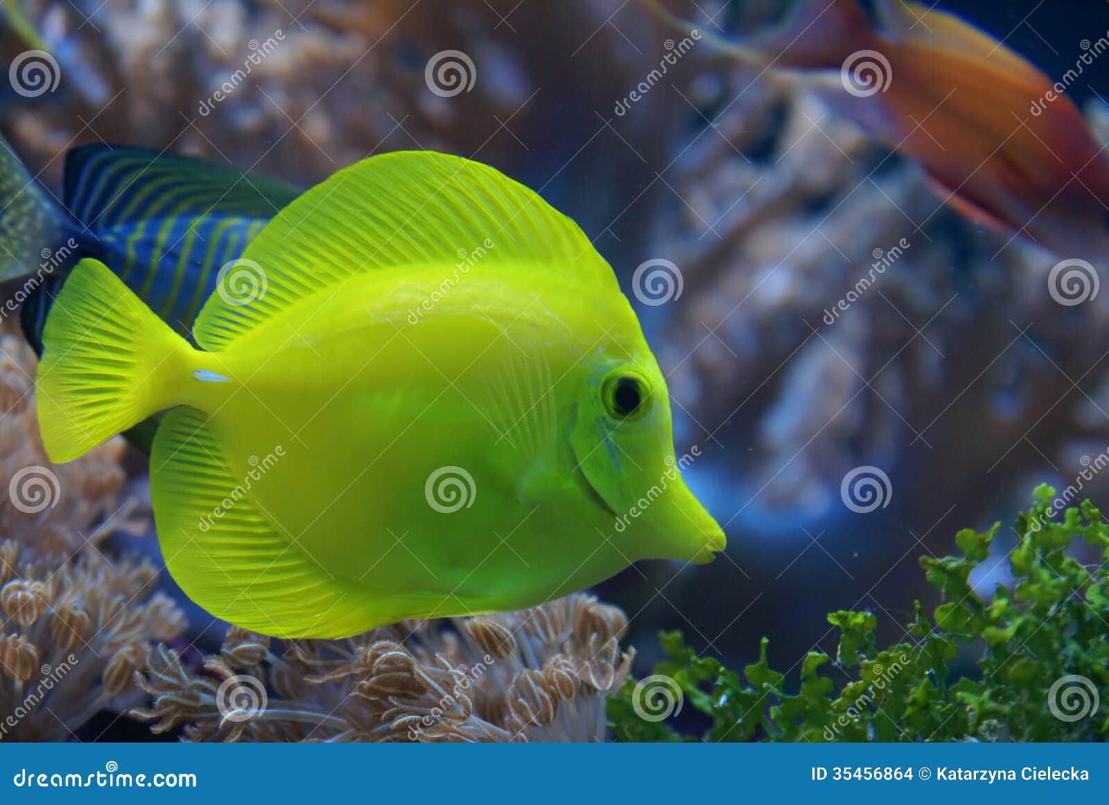 Gele vissen stock foto. Image of nave, aquarium, tropisch - 35456864